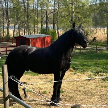 Våra hästar - Ridklubben Norrtälje Ryttare